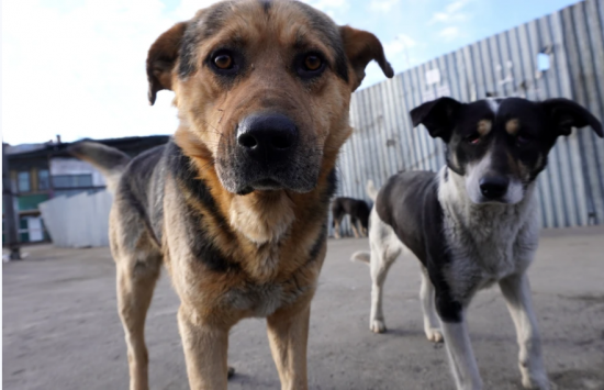 За постріли у бродячих собак суд на Херсонщині покарав чоловіка "усними ...