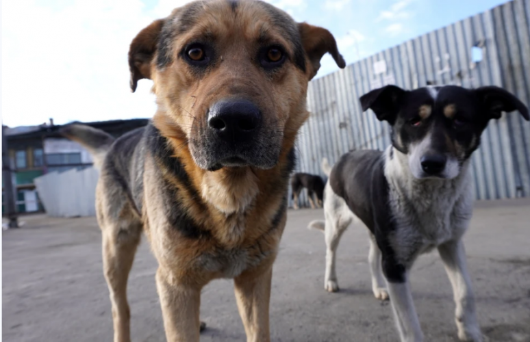 За постріли у бродячих собак суд на Херсонщині покарав чоловіка "усними ...